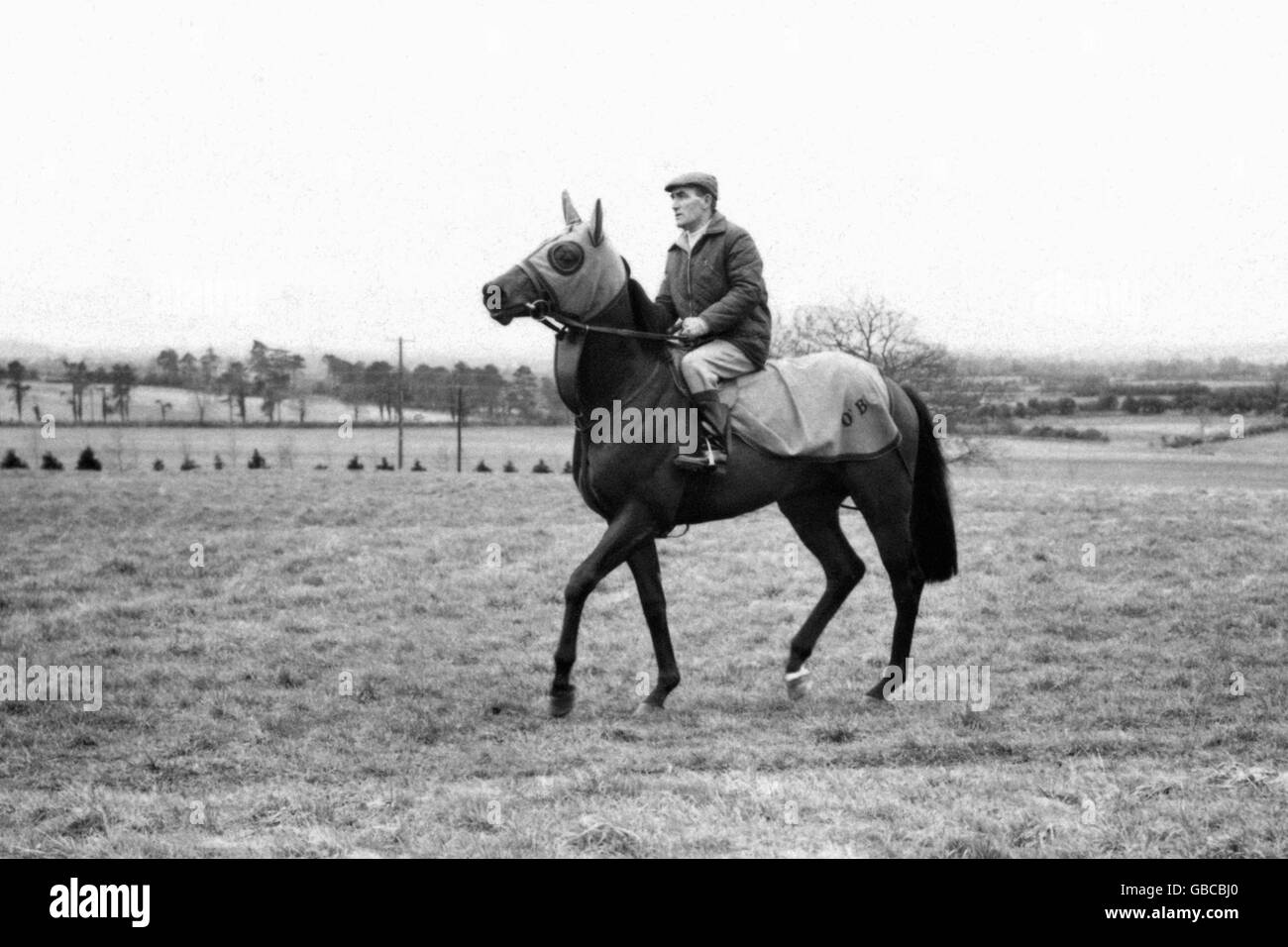 133272 3 horse animal training thoroughbred hi-res stock photography ...
