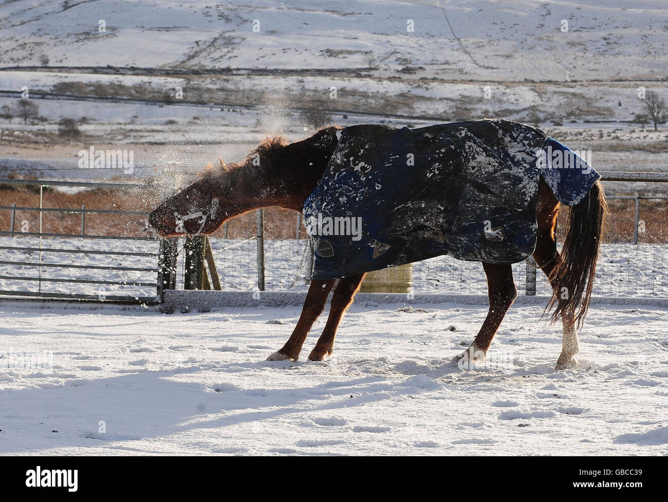 Cold weather snow shaking hi-res stock photography and images - Alamy