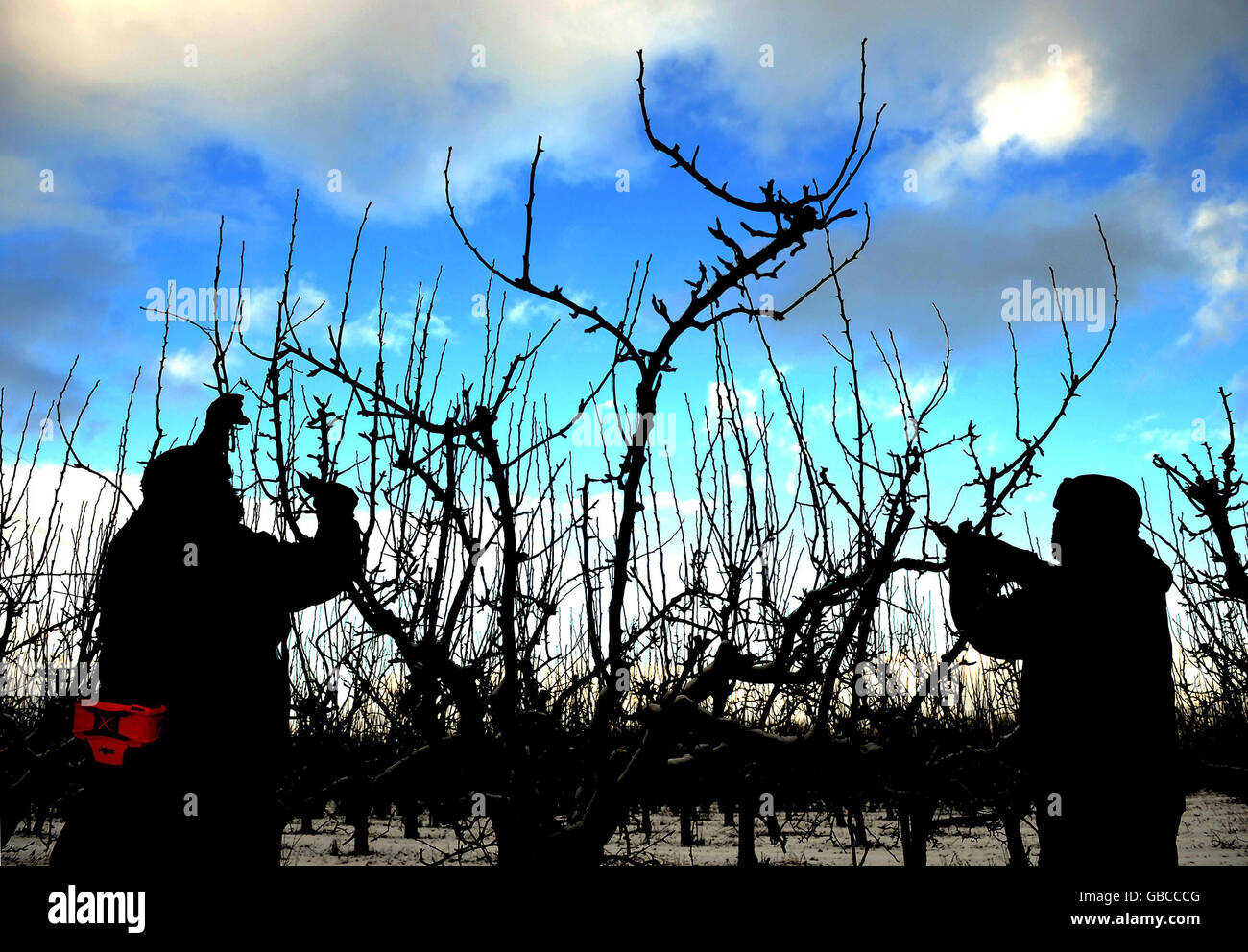 Workers prune pear trees in the snow on a farm near Sittingbourne, Kent ...