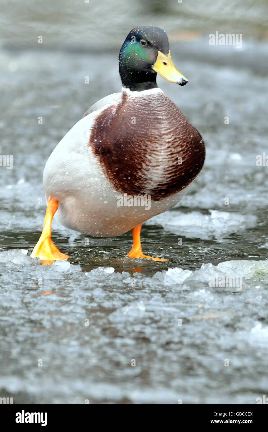 Weather snow full length walking mangdm hi-res stock photography and ...