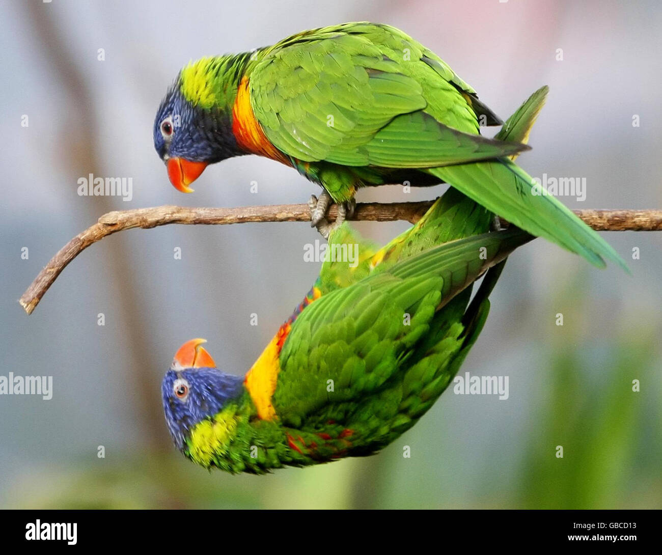 Rainbow lorikeets at edinburgh zoo hi-res stock photography and images ...