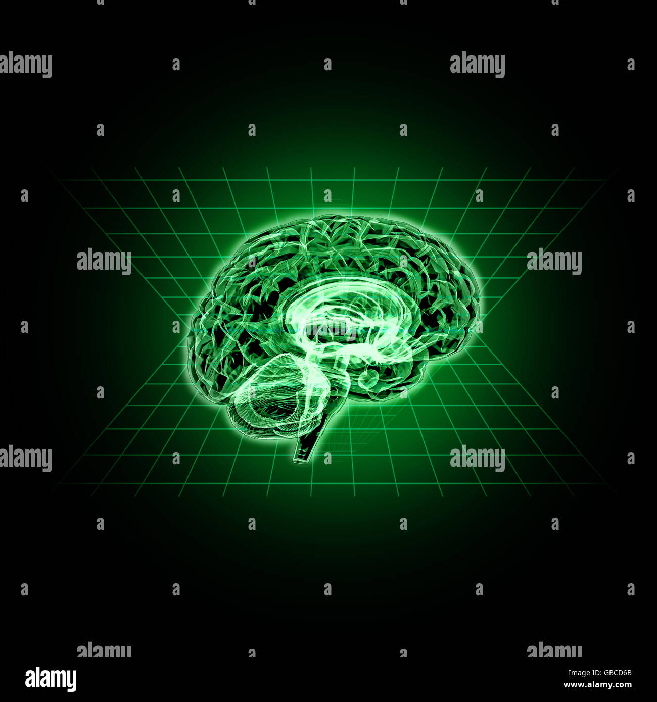 Human brain anatomy model hi-res stock photography and images - Alamy