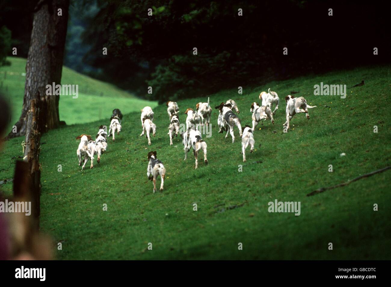 AMBLESIDE LAKELAND SPORTS DAY. AMBLESIDE LAKELAND SPORTS DAY Stock ...