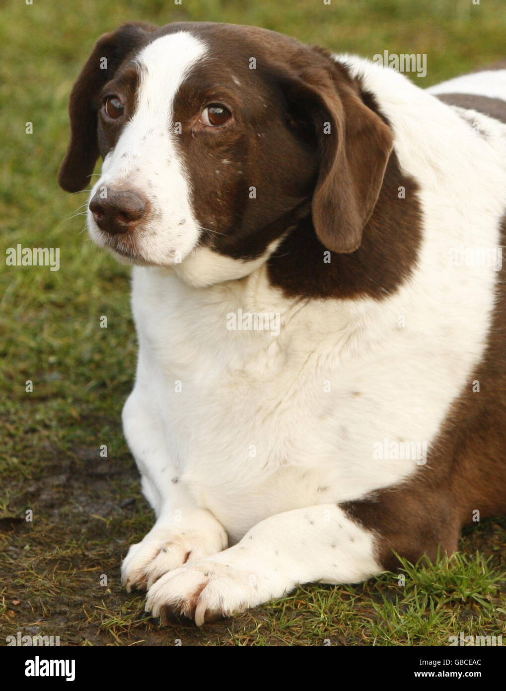 Obese dogs hi-res stock photography and images - Alamy