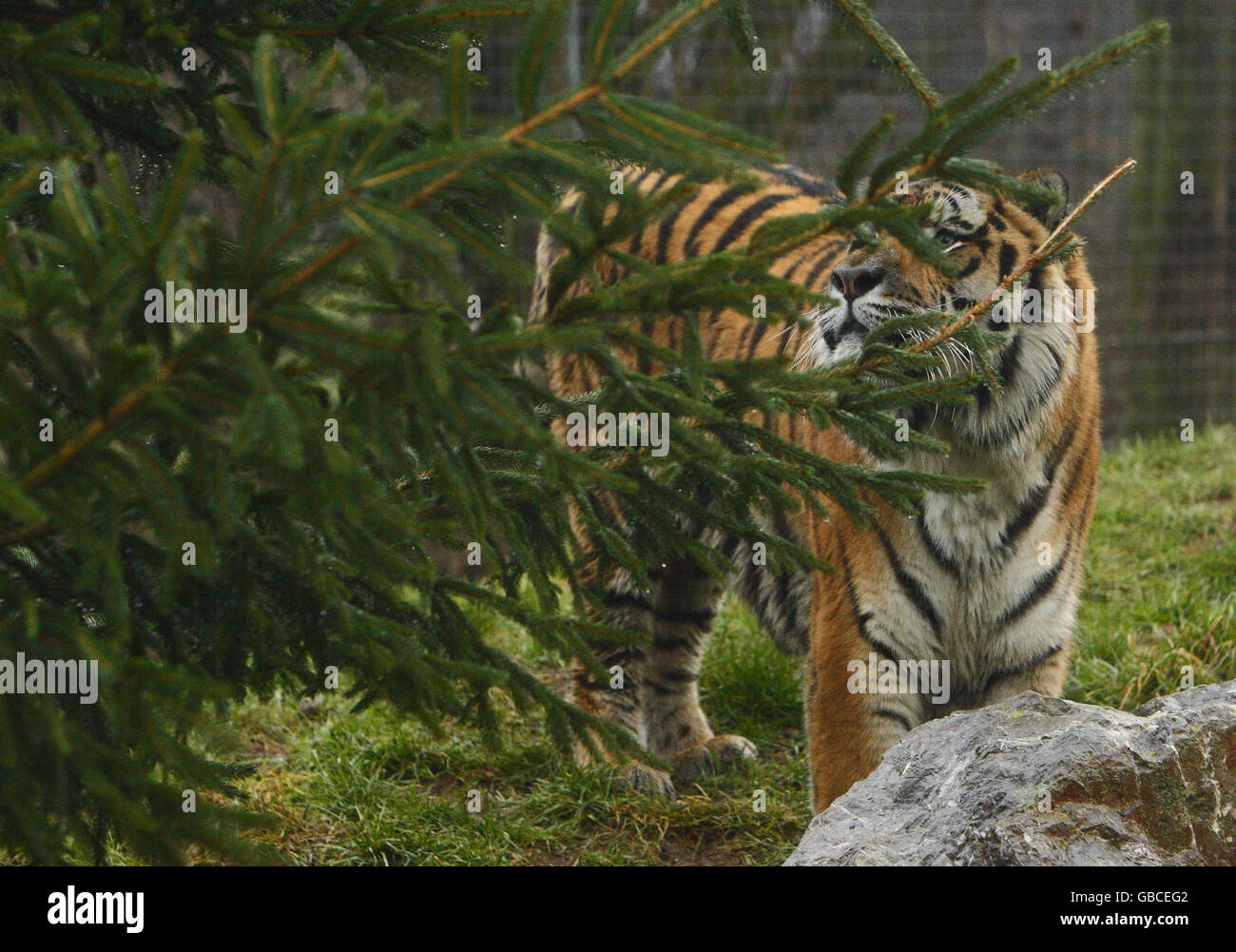ANIMALS Christmas Trees Stock Photo - Alamy