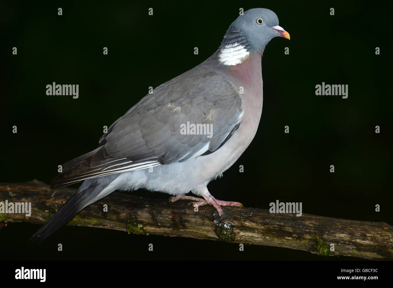 Woodpigeon in habitat hi-res stock photography and images - Alamy