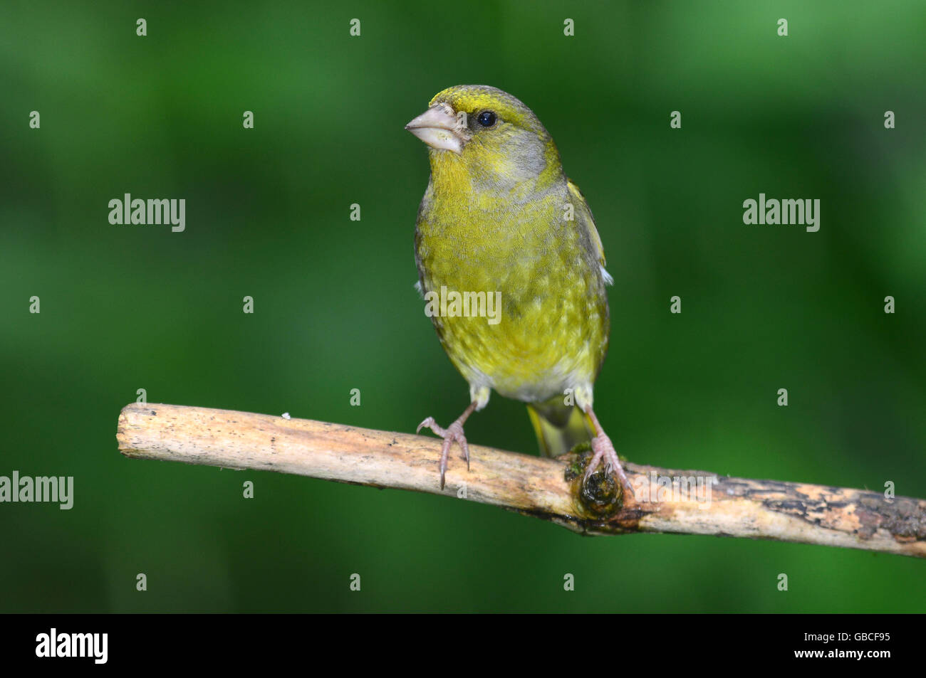 Greenfinch in habitat hi-res stock photography and images - Alamy