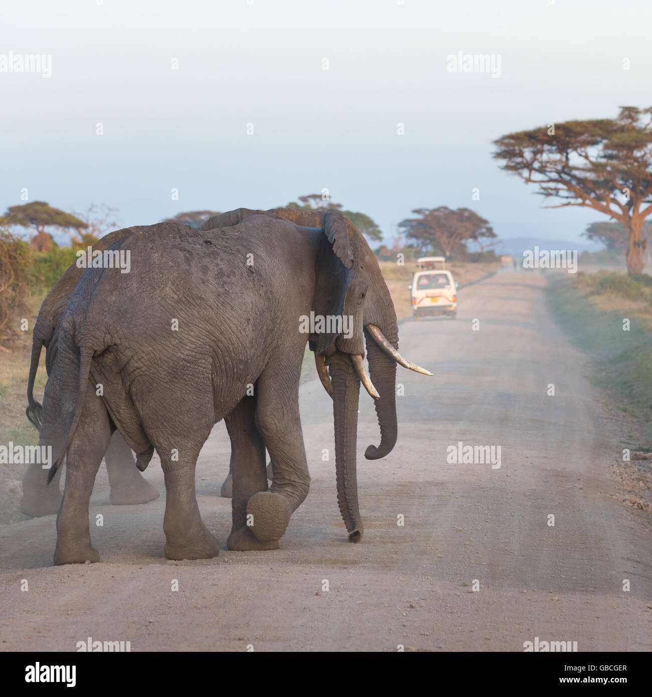 Elephants on dirt road hi-res stock photography and images - Alamy