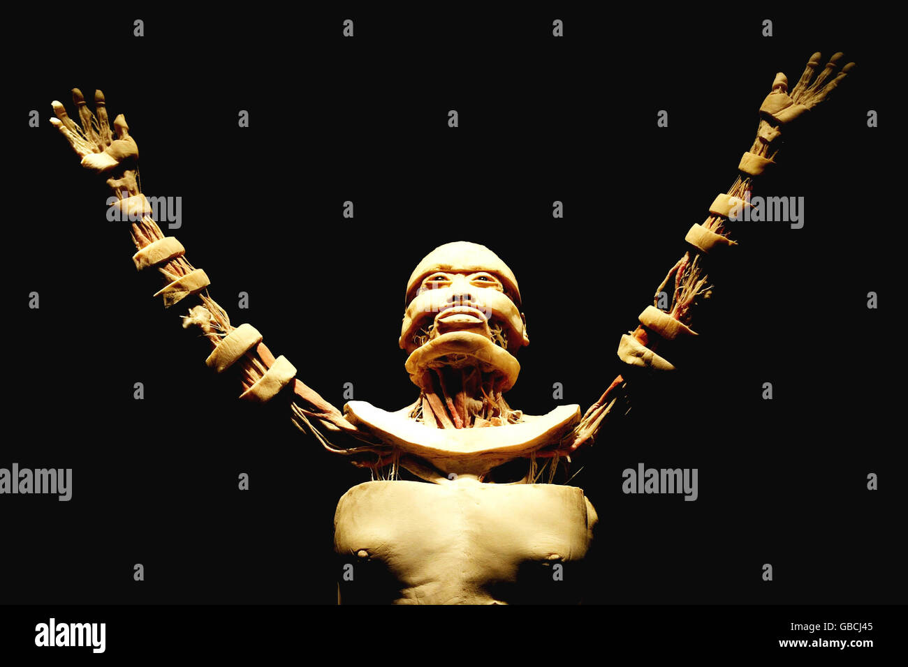 Anatomization High Resolution Stock Photography and Images - Alamy