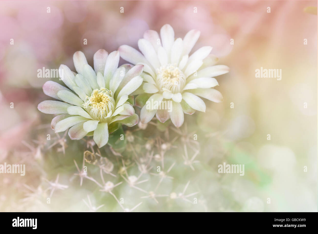 Cactus flowers on tree in soft romantic pink yellow pastel bokeh,Mila ...