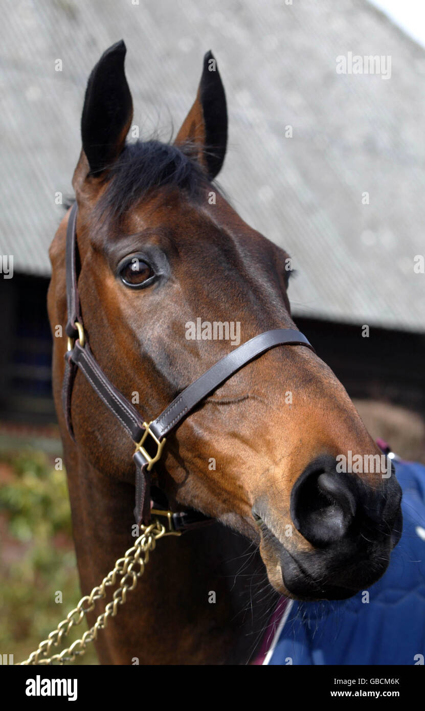 Horse Racing - Henrietta Knight Stables Open Day Stock Photo - Alamy