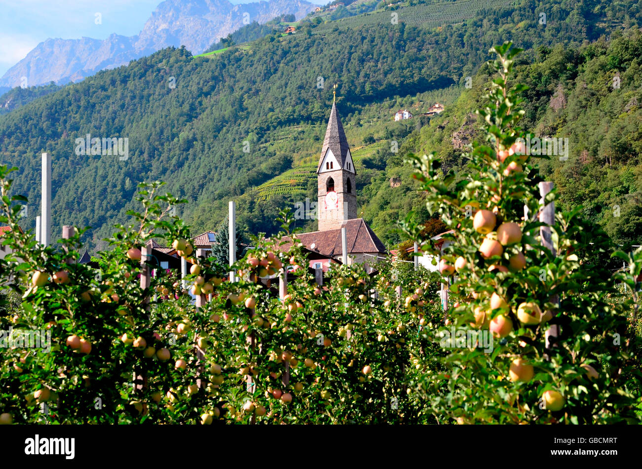 Apfelplantage hi-res stock photography and images - Alamy