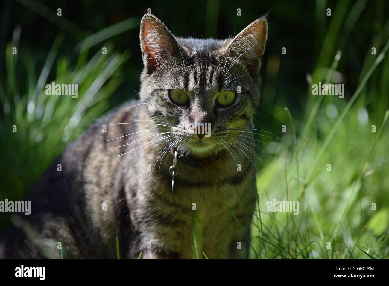 Bella the cat hi-res stock photography and images - Alamy
