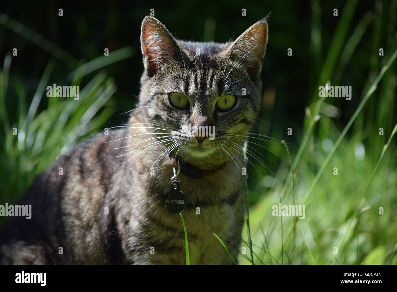 Bella the cat hi-res stock photography and images - Alamy
