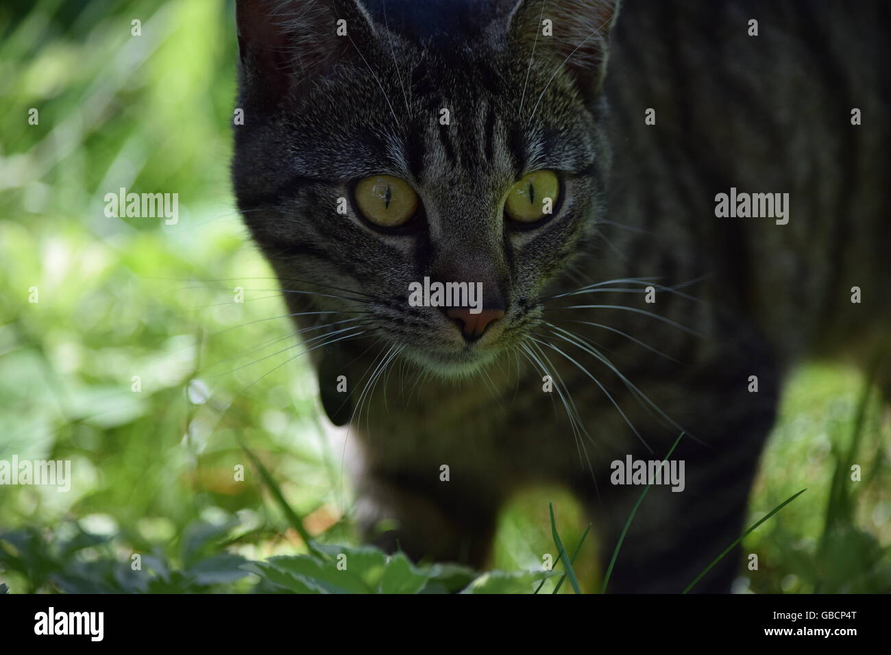 Bella the cat hi-res stock photography and images - Alamy