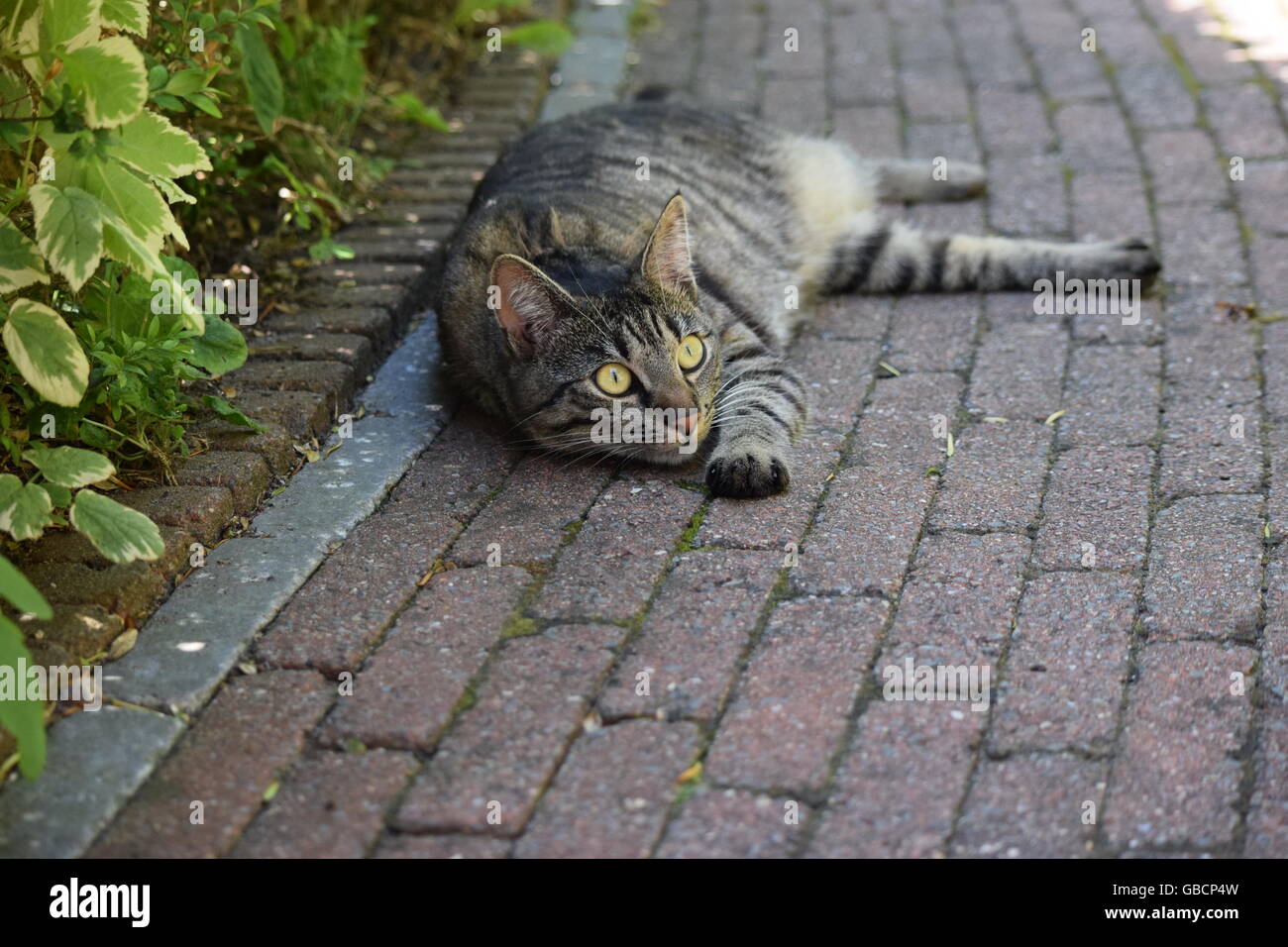 Bella the cat hi-res stock photography and images - Alamy