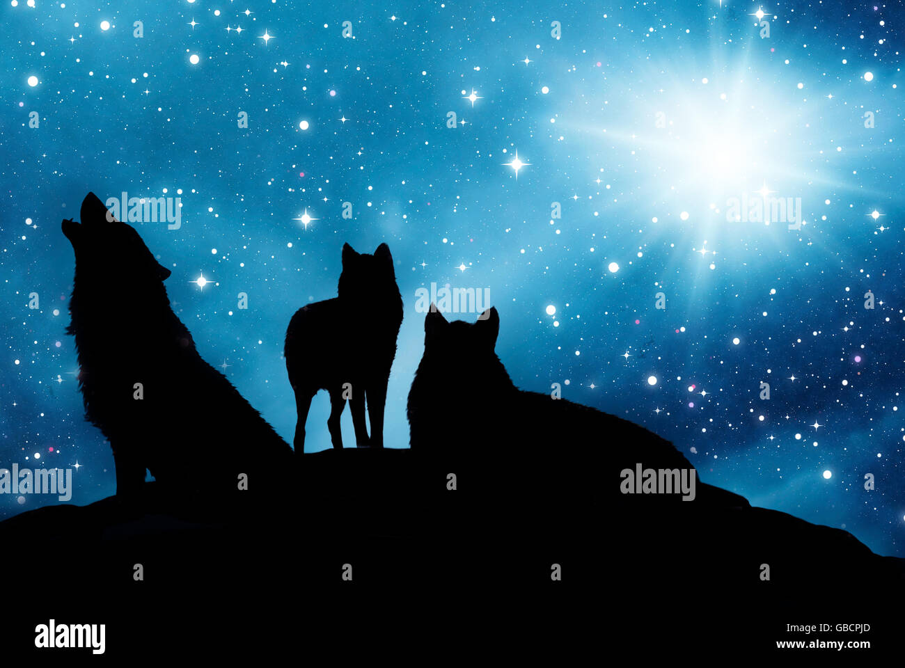 Night wolves hi-res stock photography and images - Alamy