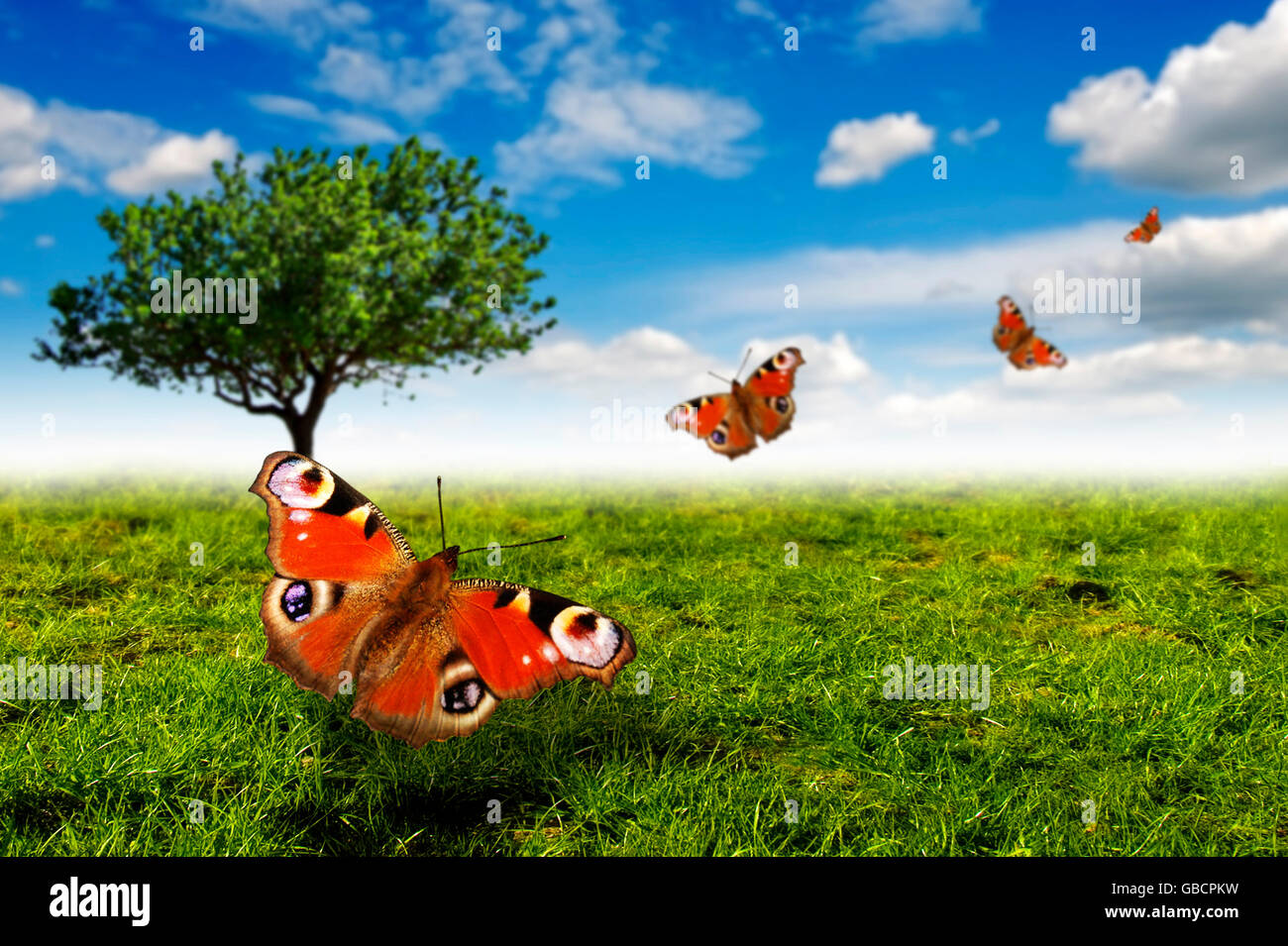 four butterflies flying in a meadow Stock Photo - Alamy