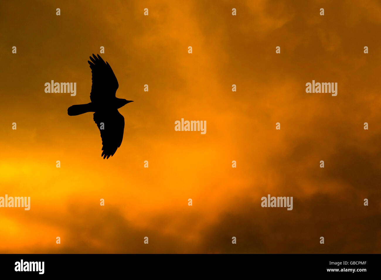 Flying raven silhouette hi-res stock photography and images - Alamy