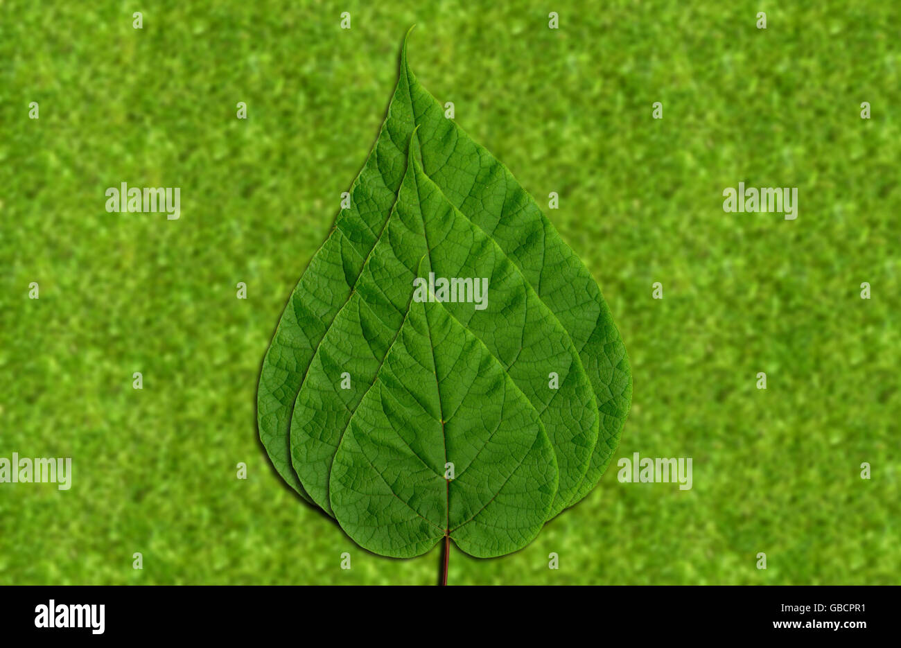 three green leaves of different sizes one above the others Stock Photo ...