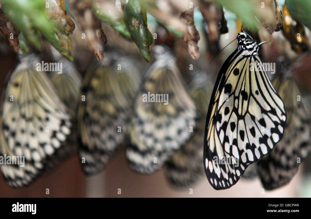 Edinburgh Butterfly World High Resolution Stock Photography and Images ...