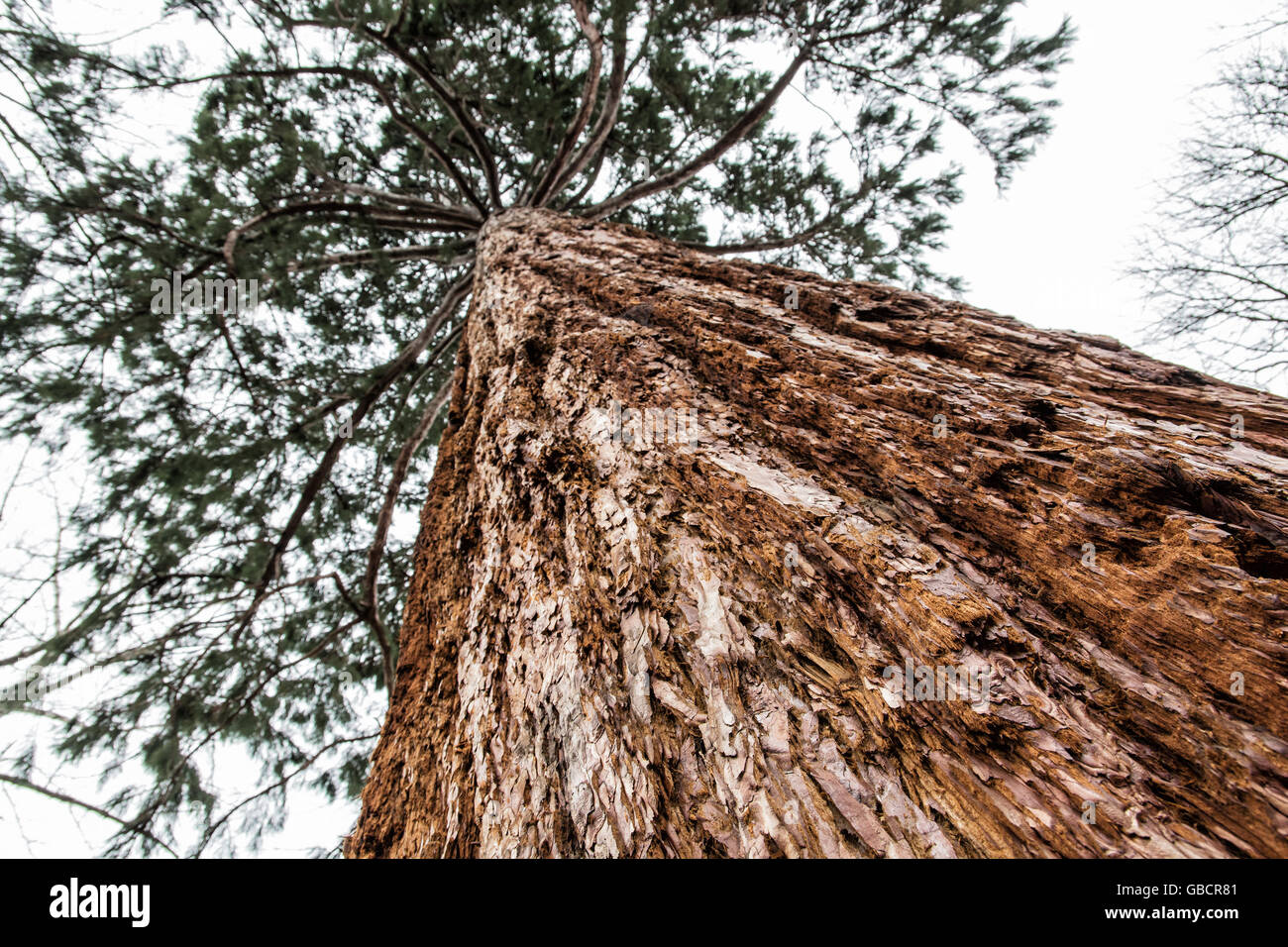 Sequoiadendron giganteum - Giant sequoia - is the sole living species ...