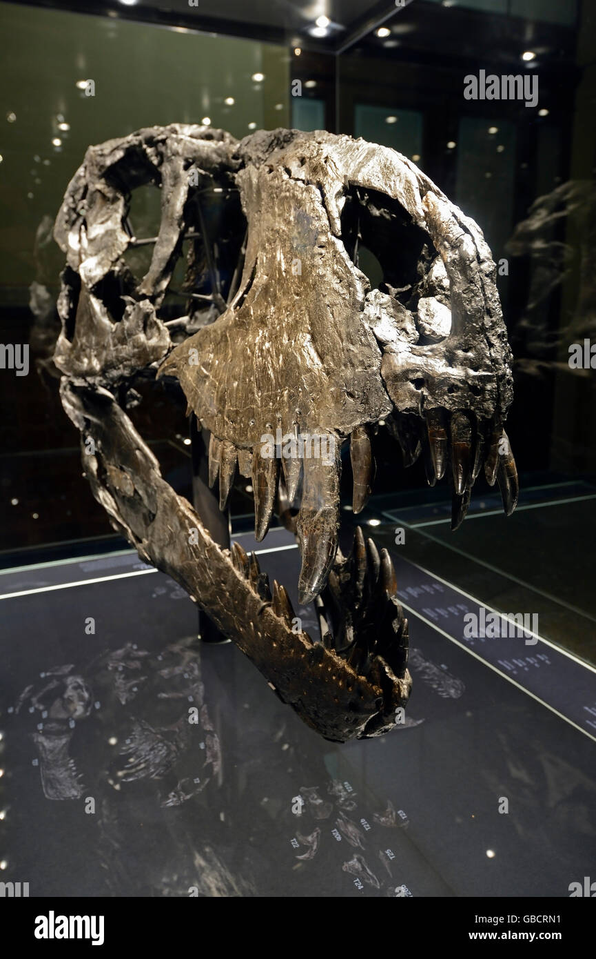 Sceleton of Tyrannosaurus rex, Tristan Otto, museum of natural history ...