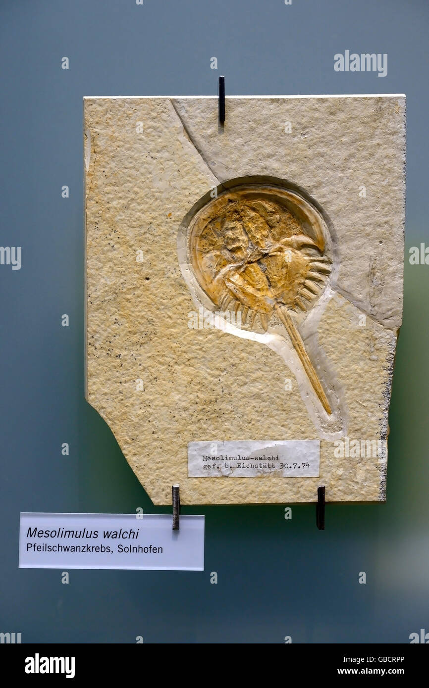 Fossil of mesolimulus walchi hi-res stock photography and images - Alamy