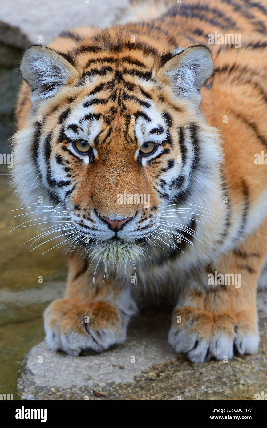 Junger Amurtiger, Sibirischer Tiger (Panthera tigris altaica), captive ...
