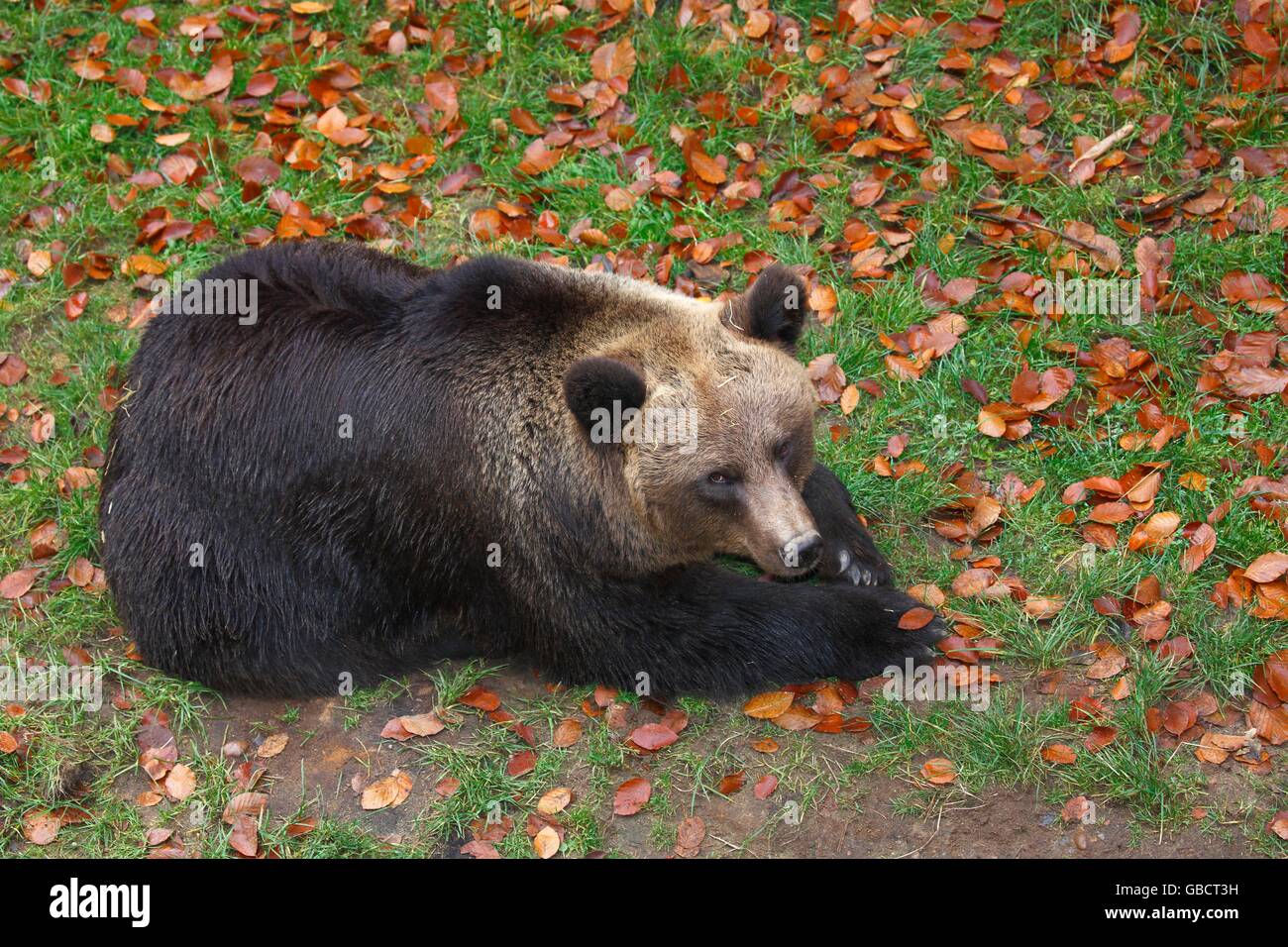 Braunbaer (Ursus arctos), captive Stock Photo - Alamy