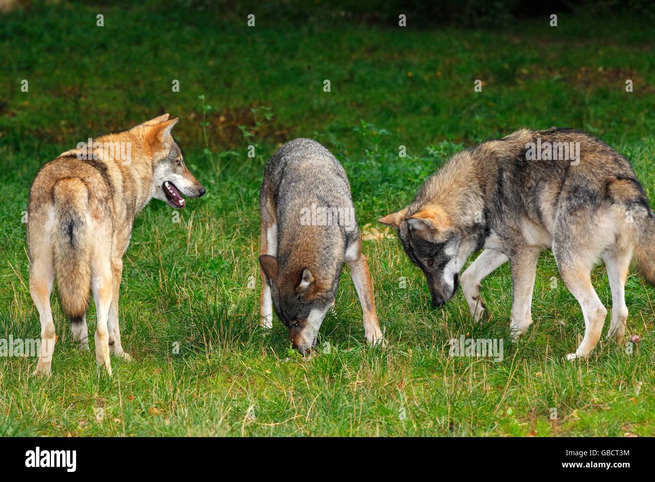 Wolves (Canis lupus Stock Photo - Alamy