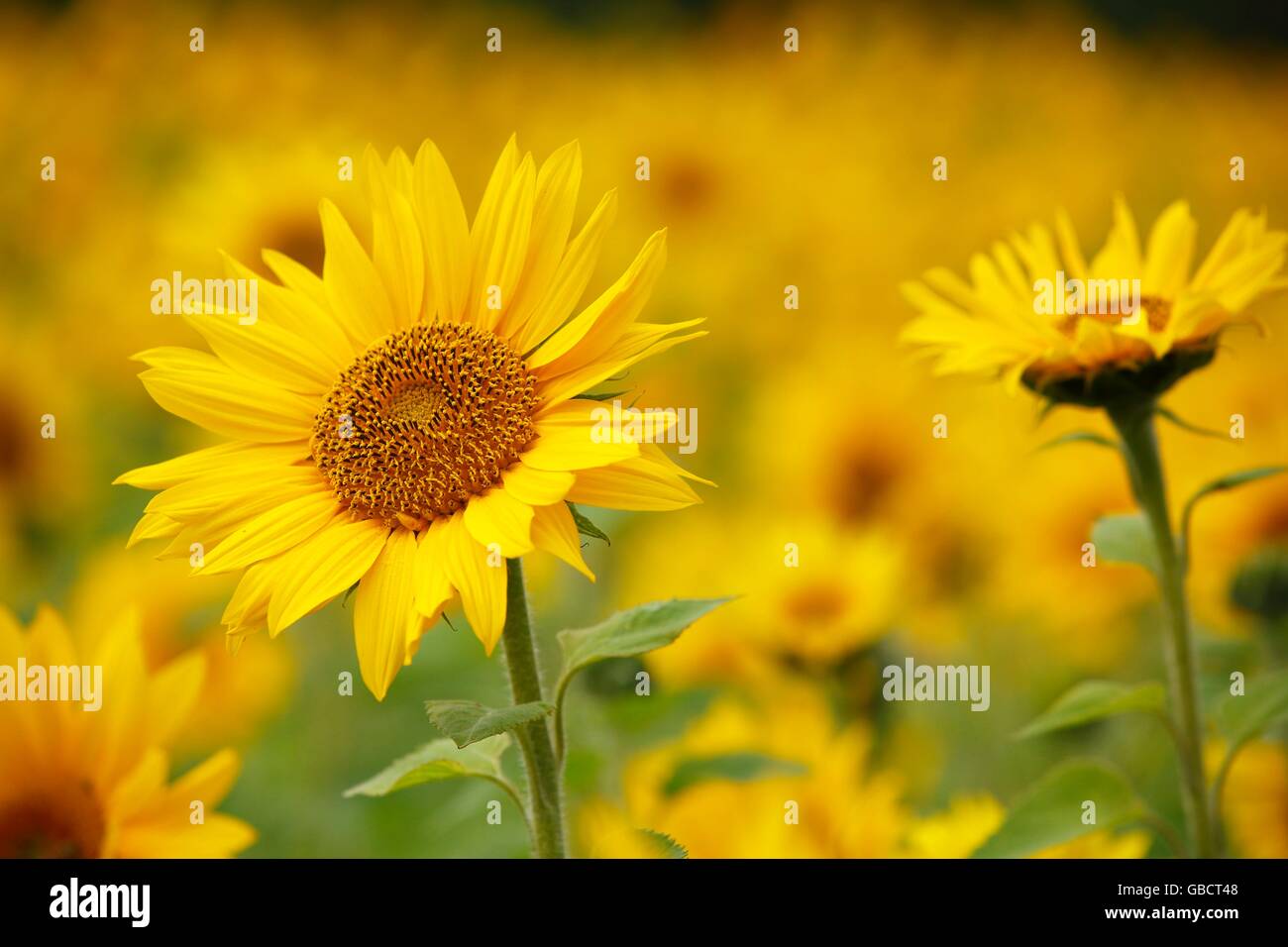 Common Sunflower (Helianthus annuus Stock Photo - Alamy