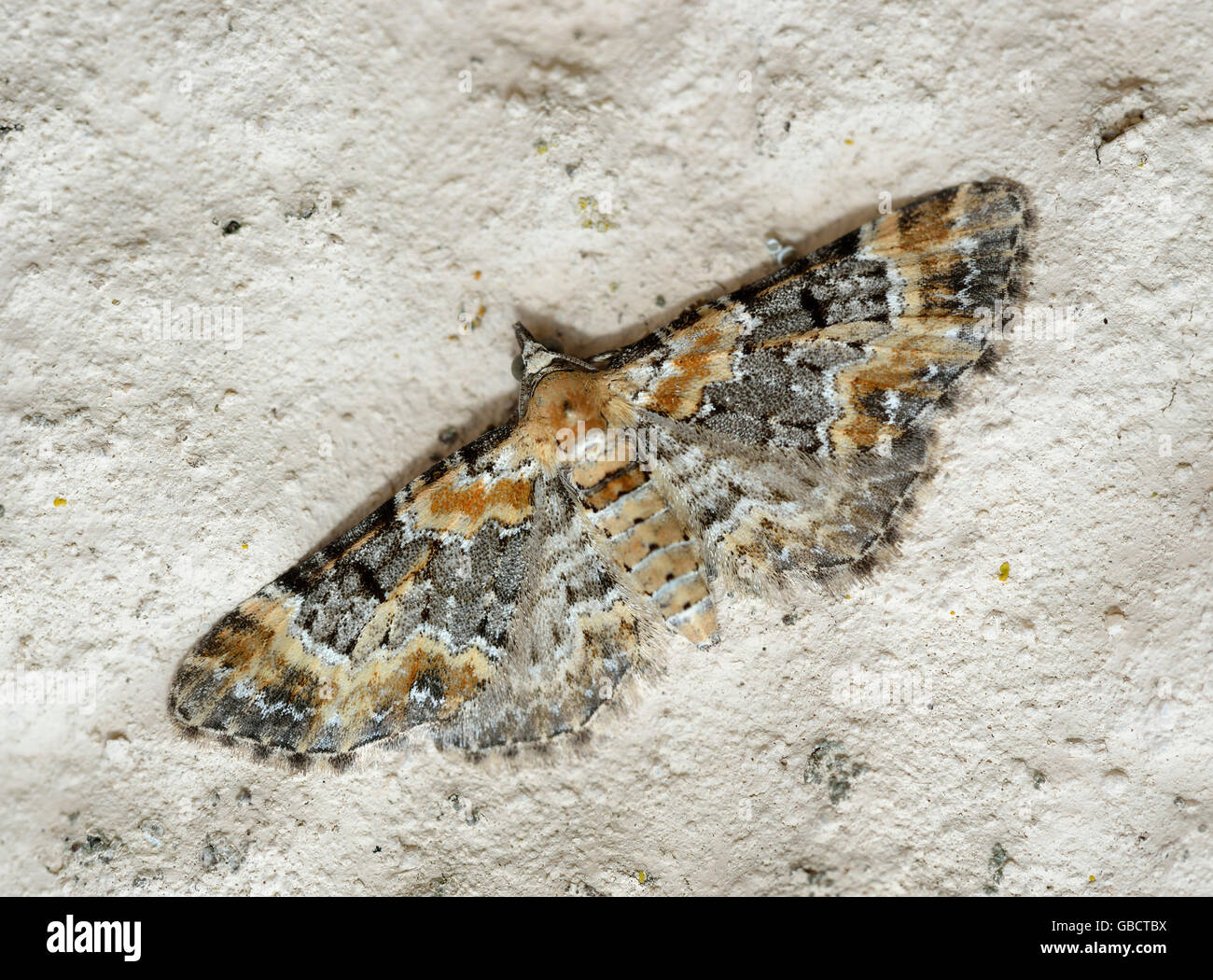 Foxglove Pug - Eupithecia pulchellata Small Moth Stock Photo - Alamy