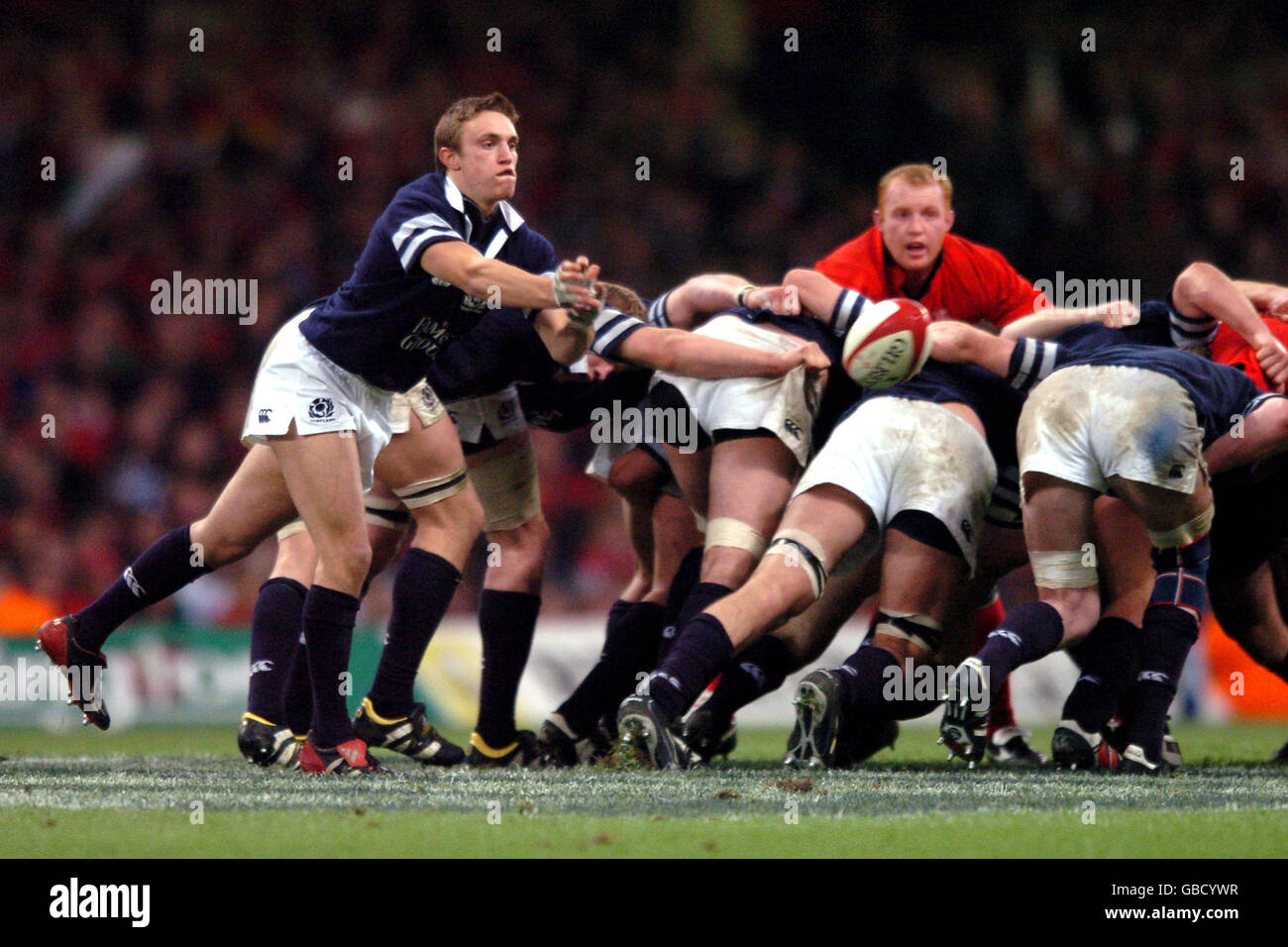 Scotlands mike blair clears the ball from the scrum hi-res stock ...