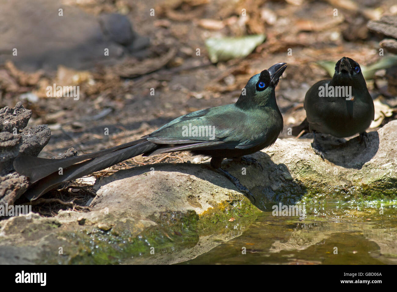 Two Racket-tailed Treepies (Crypsirina temia) drinking from a forest ...