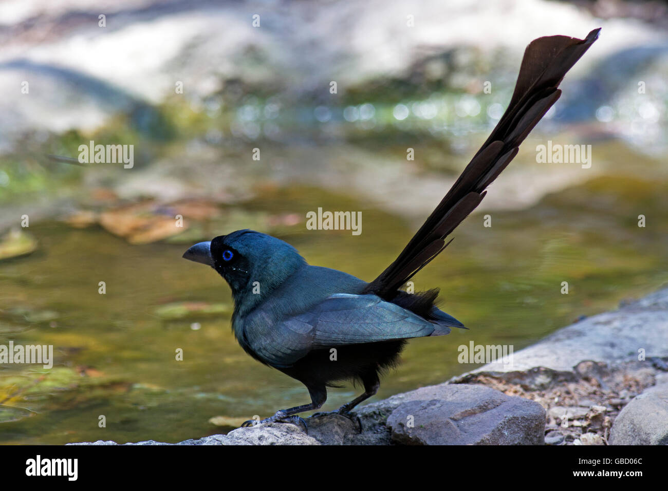 A Racket-tailed Treepie (Crypsirina temia) drinking from a forest pool ...