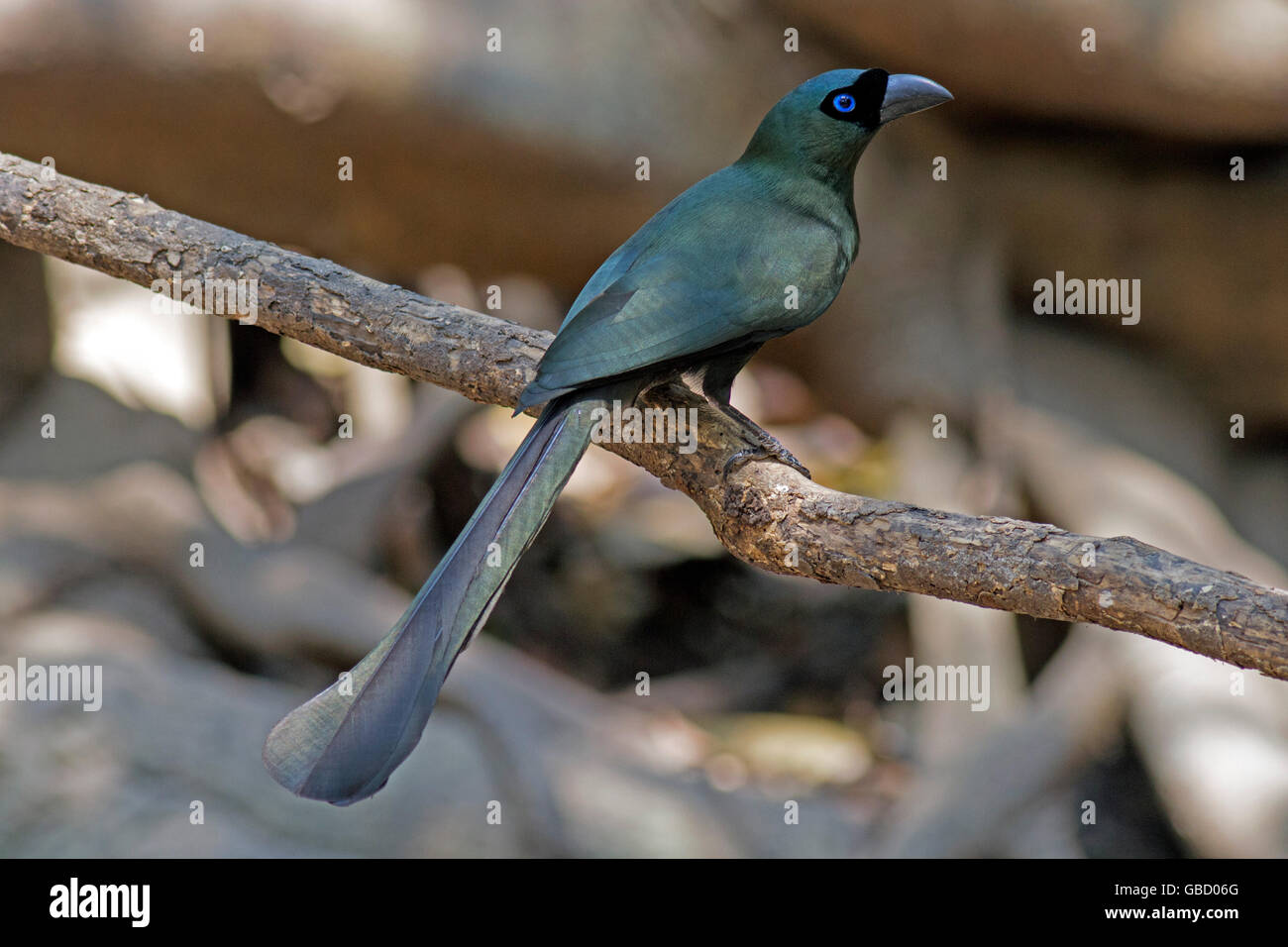 A Racket-tailed Treepie (Crypsirina temia) on a small branch in the ...