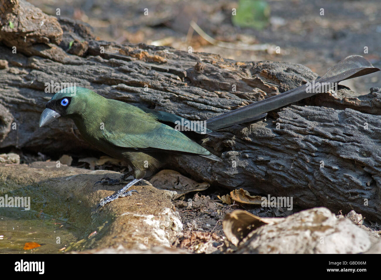 A Racket-tailed Treepie (Crypsirina temia) drinking from a forest pool ...
