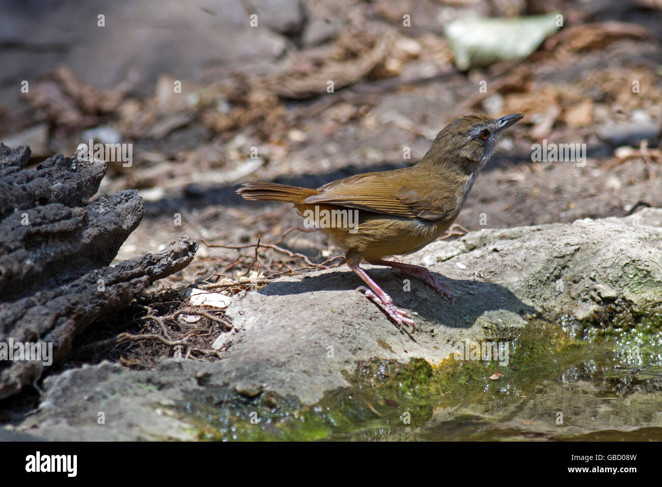 An Abbott's Babbler (Malacocincla abbotti) standing by a forest pool in ...