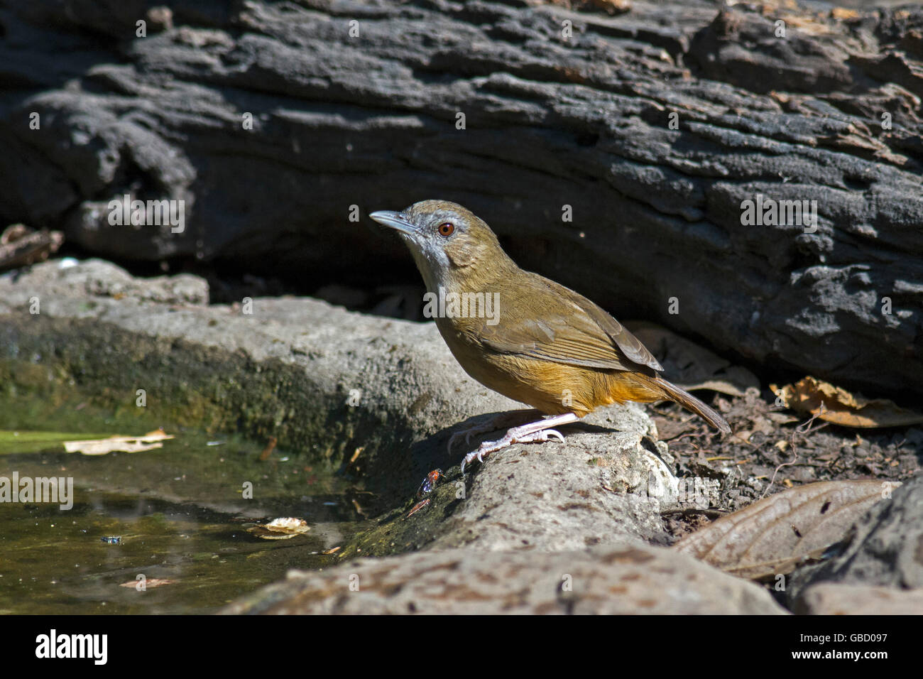 An Abbott's Babbler (Malacocincla abbotti) standing by a forest pool in ...