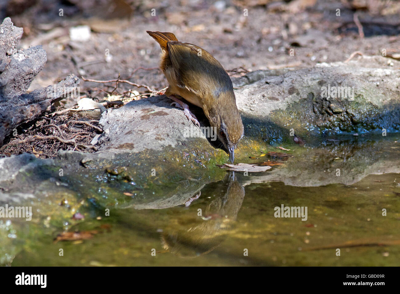 An Abbott's Babbler (Malacocincla abbotti) drinking from a forest pool ...