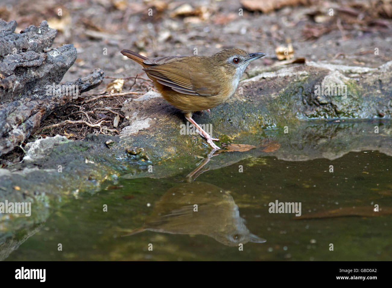 An Abbott's Babbler (Malacocincla abbotti) standing by a forest pool in ...