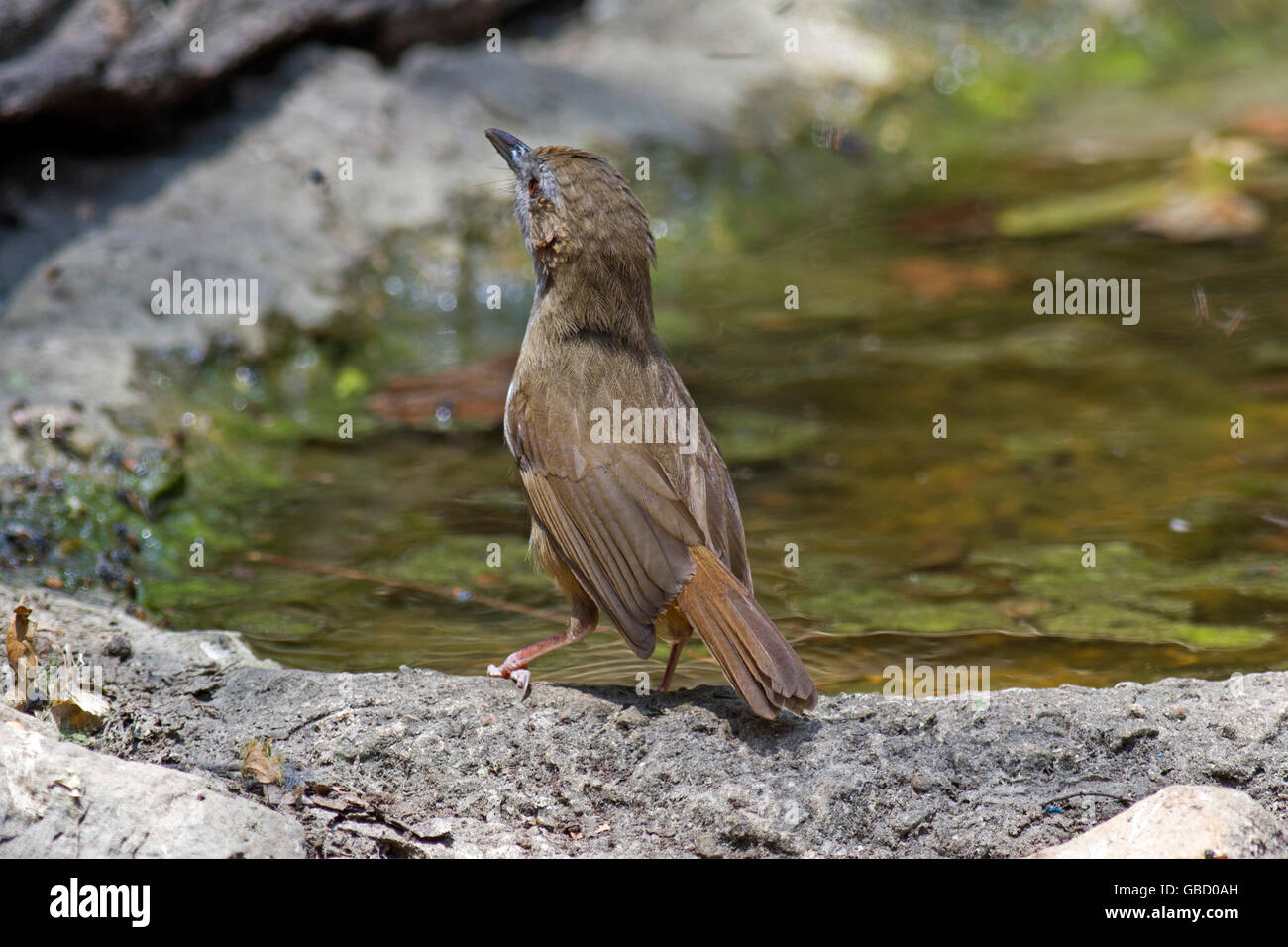 An Abbott's Babbler (Malacocincla abbotti) standing by a forest pool in ...