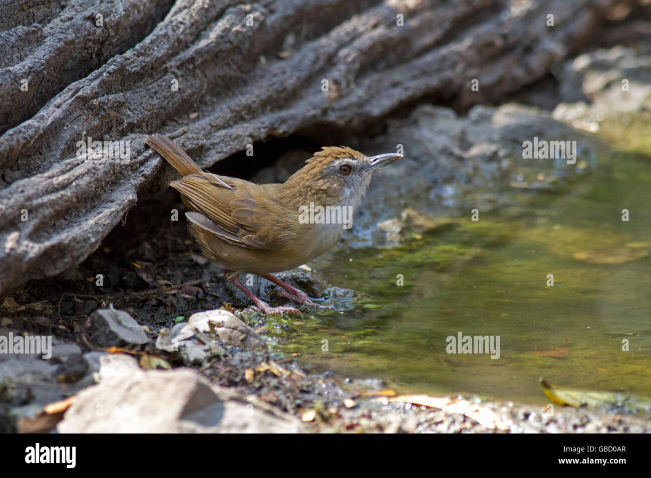 An Abbott's Babbler (Malacocincla abbotti) standing by a forest pool in ...