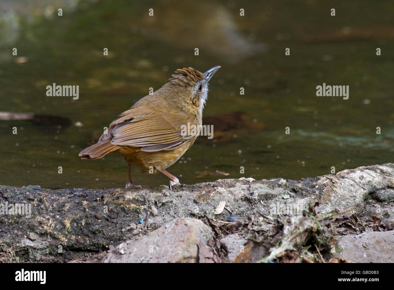 An Abbott's Babbler (Malacocincla abbotti) standing by a forest pool in ...