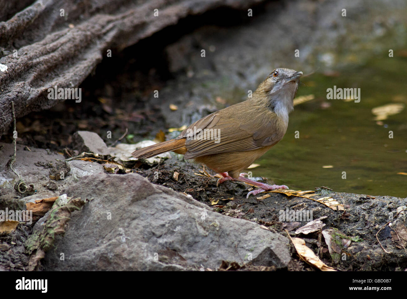 An Abbott's Babbler (Malacocincla abbotti) standing by a forest pool in ...