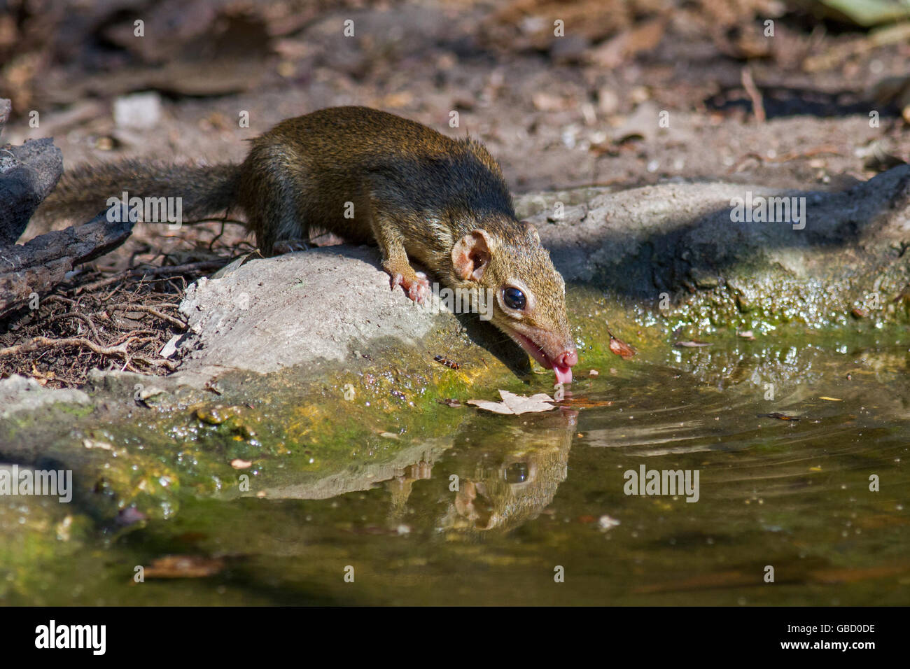 Tupaia hi-res stock photography and images - Alamy