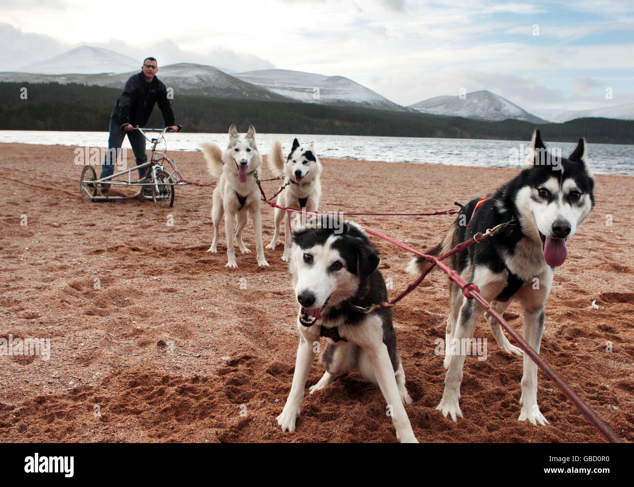 SCOTLAND Dogs 133693. Peter Jones and his Siberian Huskies in prepare ...