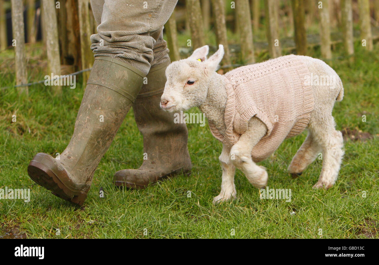 Orphaned Lamb High Resolution Stock Photography and Images - Alamy