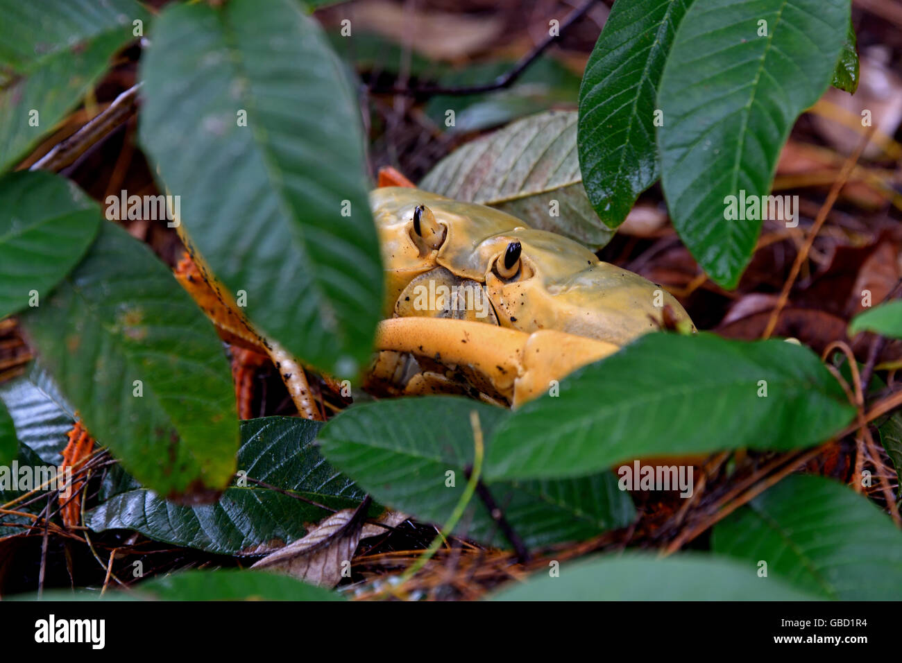 The yellow morph of the Ascension Island Land Crab (Johngarthia ...
